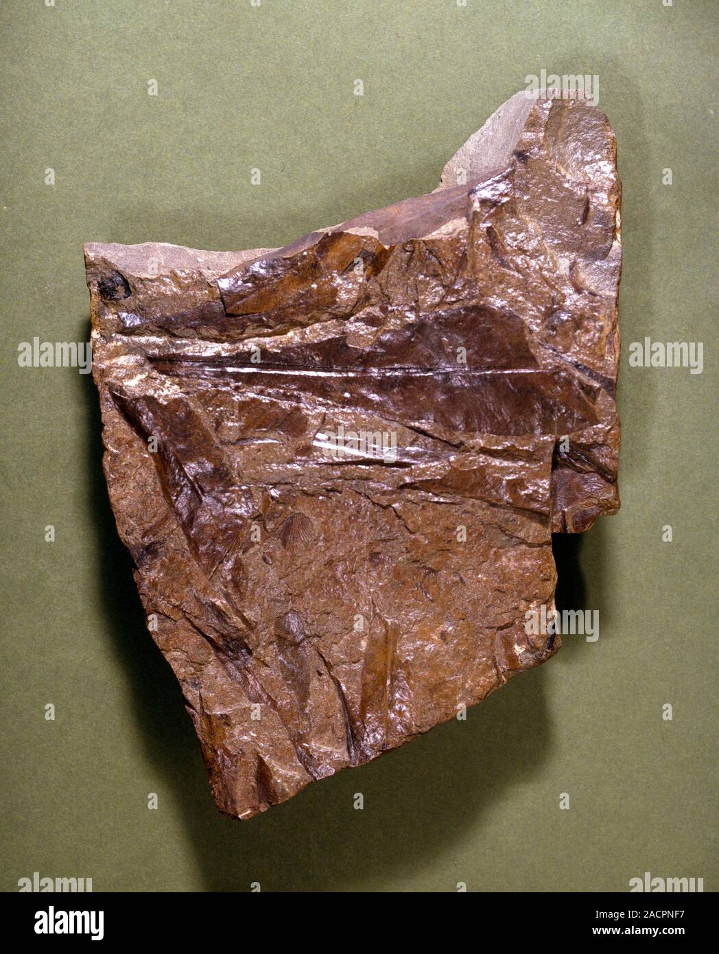 Glossopteris, fern fossil. This fossil plant has tongue-shaped leaves ...