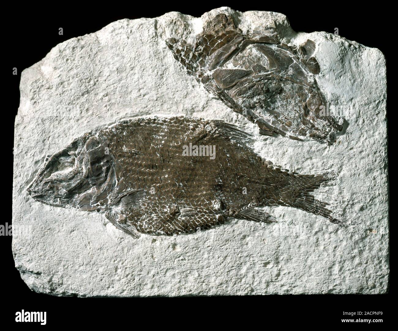 Lepidotes, fish fossils. These fossils date from the Jurassic period ...