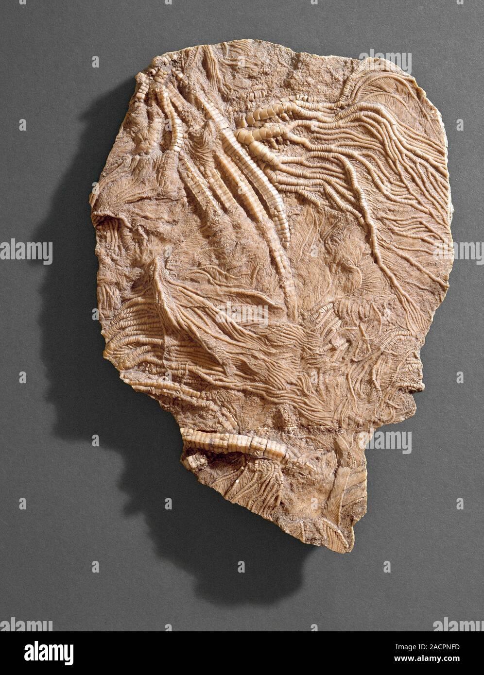 Pentacrinites, crinoid fossil. Crinoids are marine organisms, most of ...