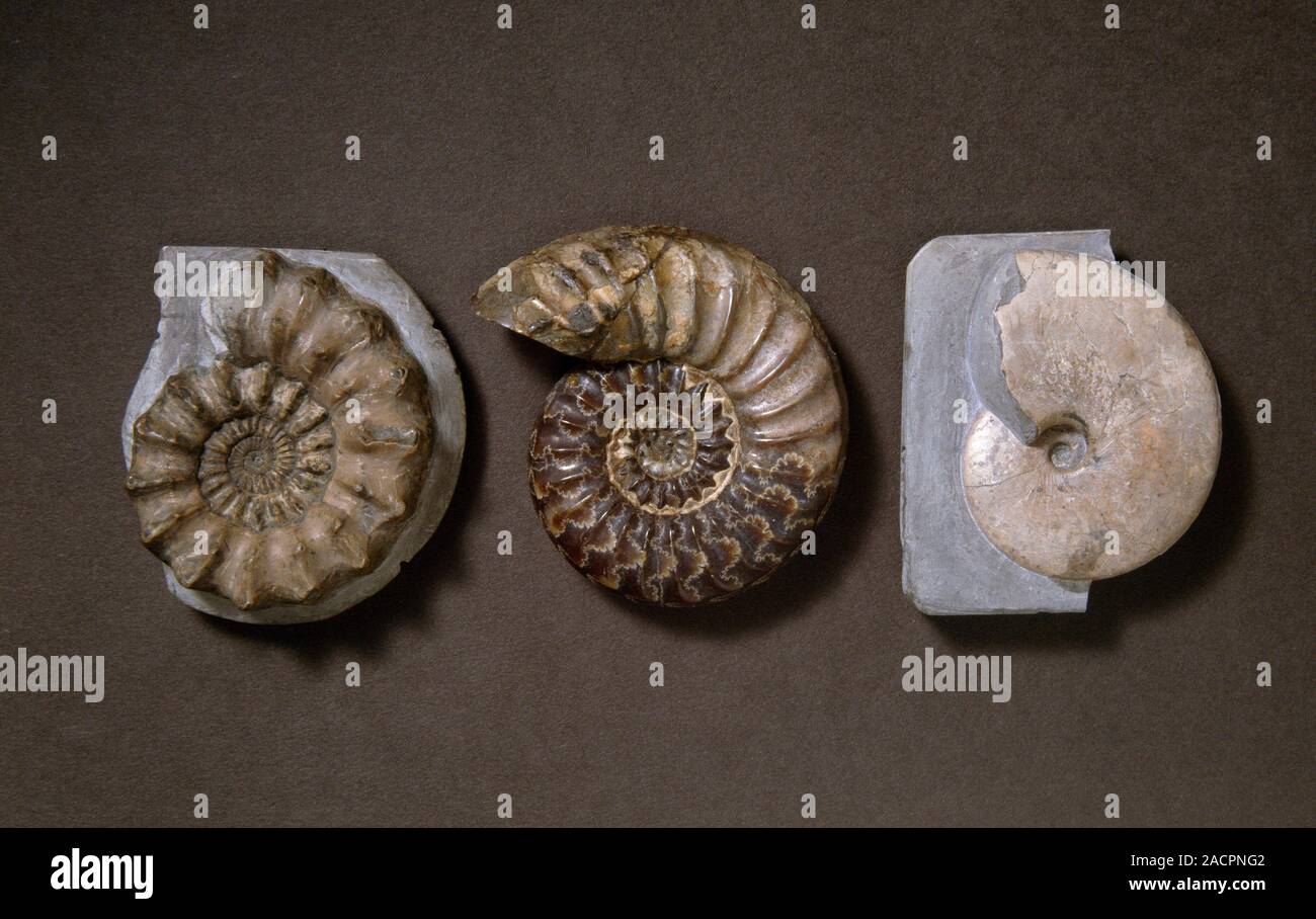 Ammonite fossils. Ammonites, now extinct, were marine invertebrate ...
