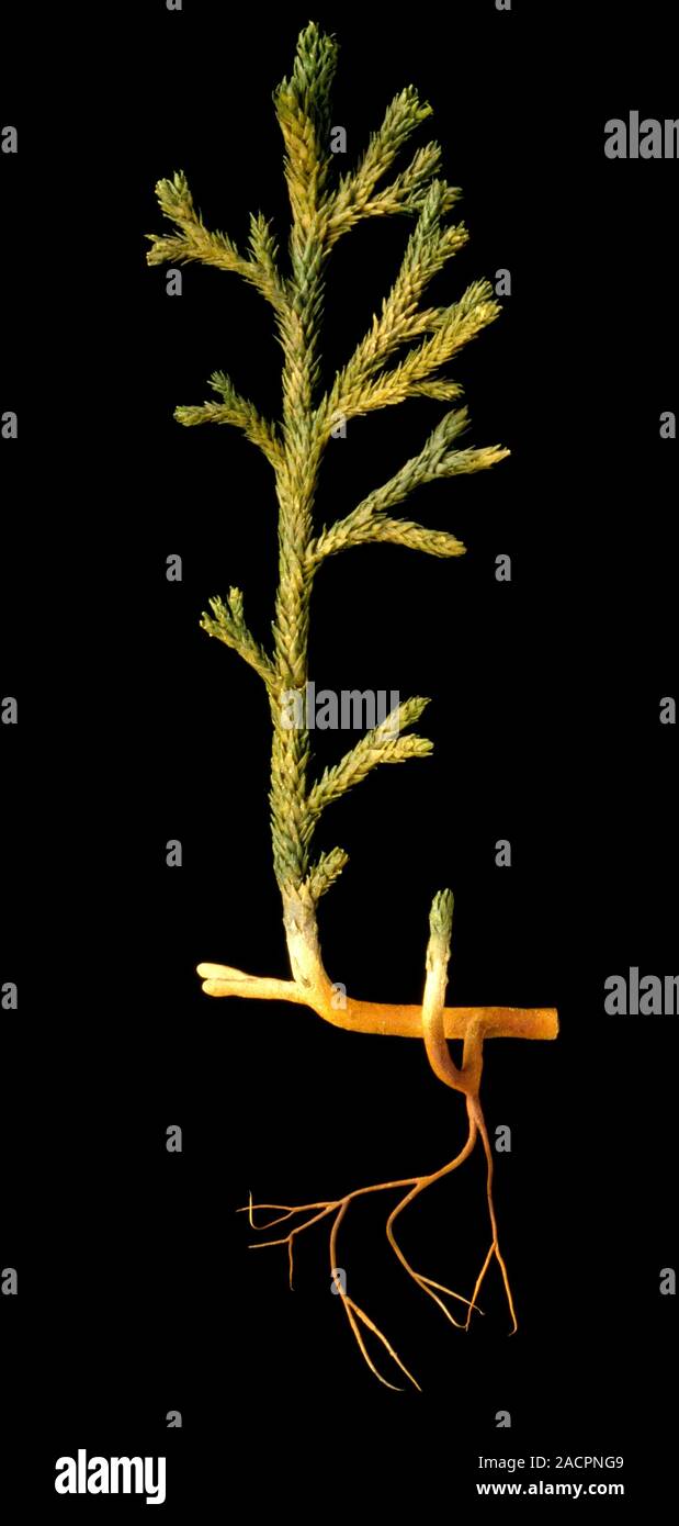 Prehistoric clubmoss, museum model. Reconstruction of the clubmoss ...