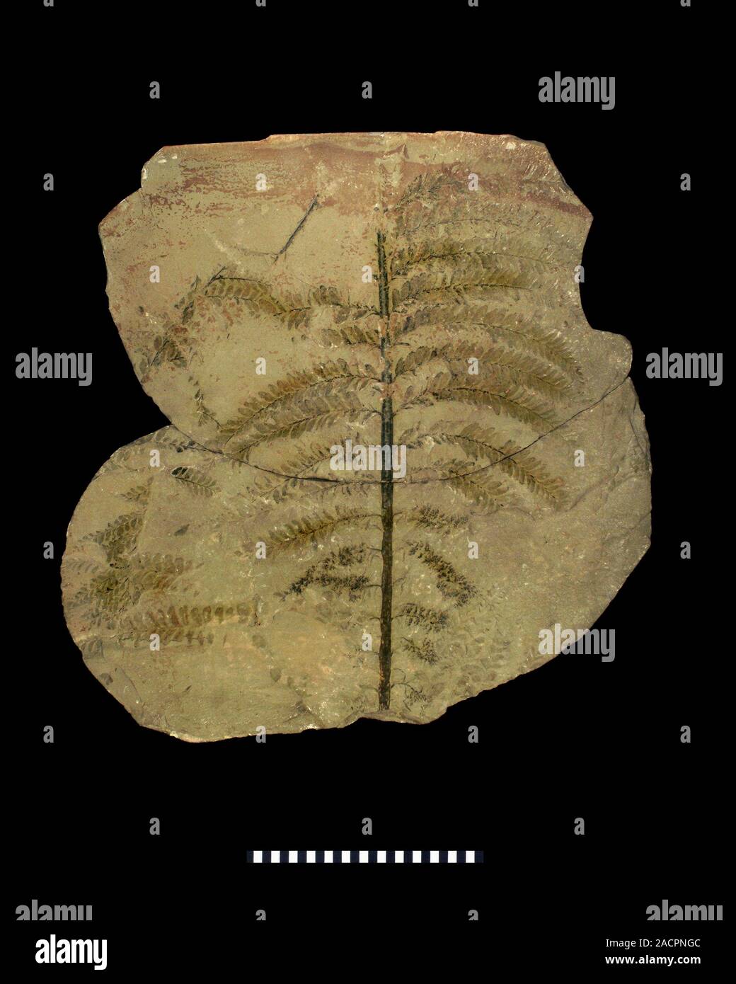 Archaeopteris hibernica, fossilised tree branch. The lower section of ...