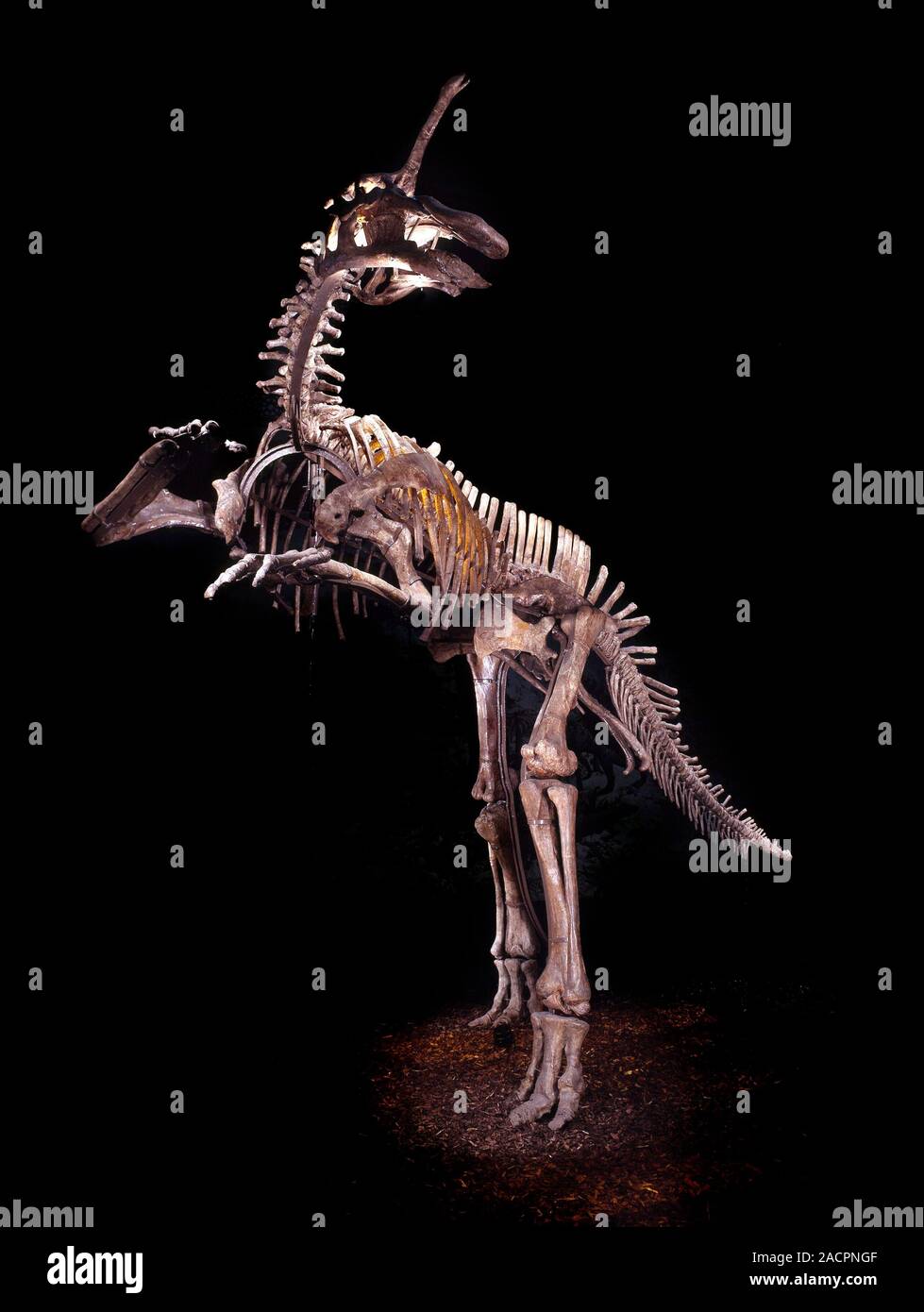 Tsintaosaurus dinosaur, fossil skeleton. This duck-billed, herbivorous ...
