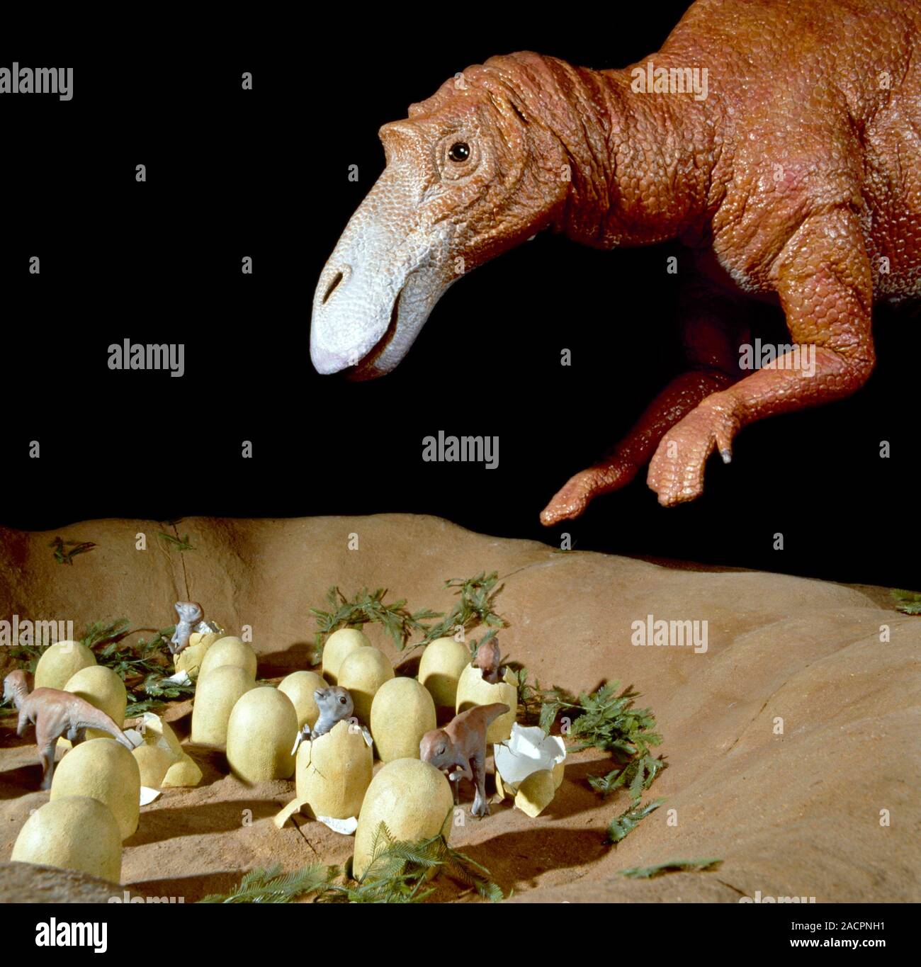 Maiasaura dinosaur nest, museum model. Nest of eggs and hatchlings of ...