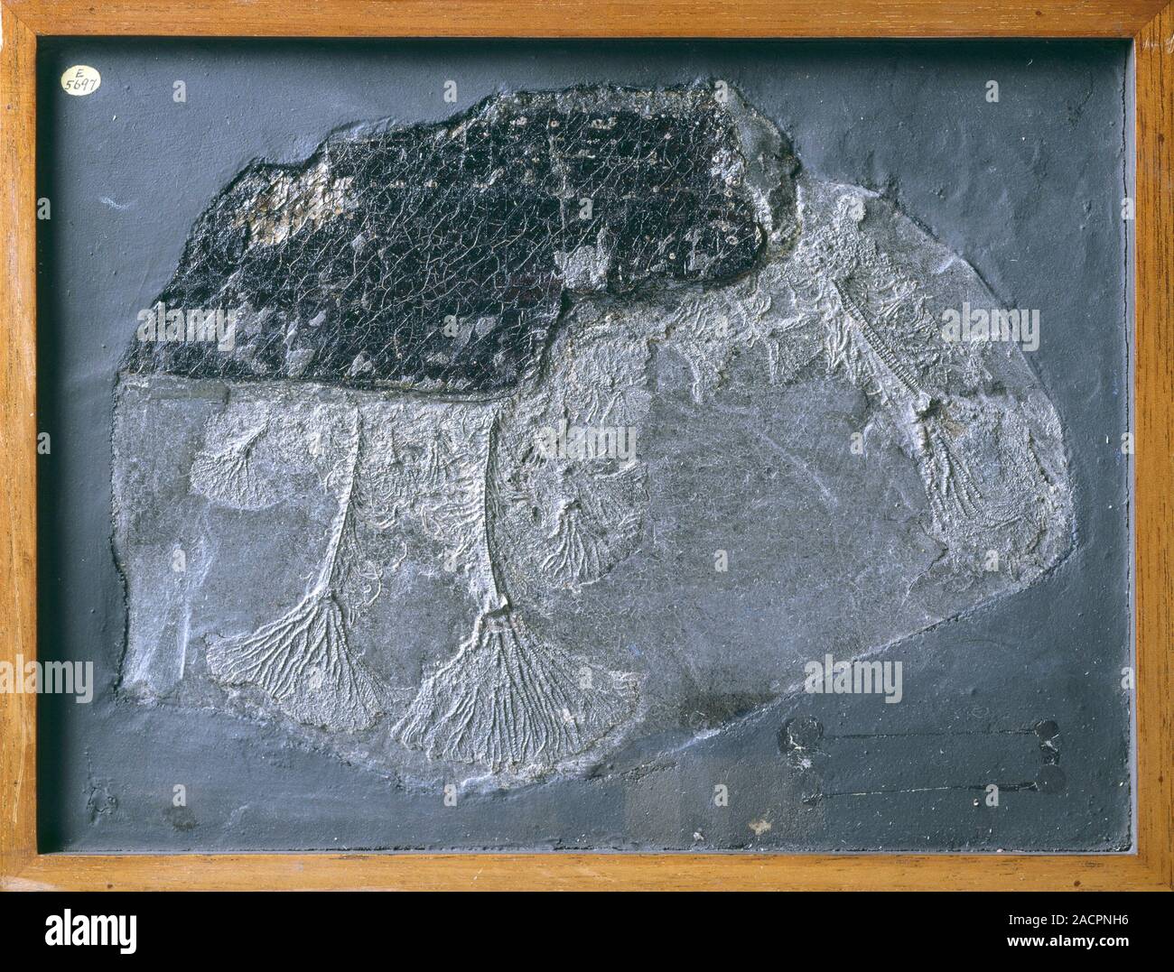 Pentacrinites fossilis, crinoid fossil. Crinoids are marine organisms ...
