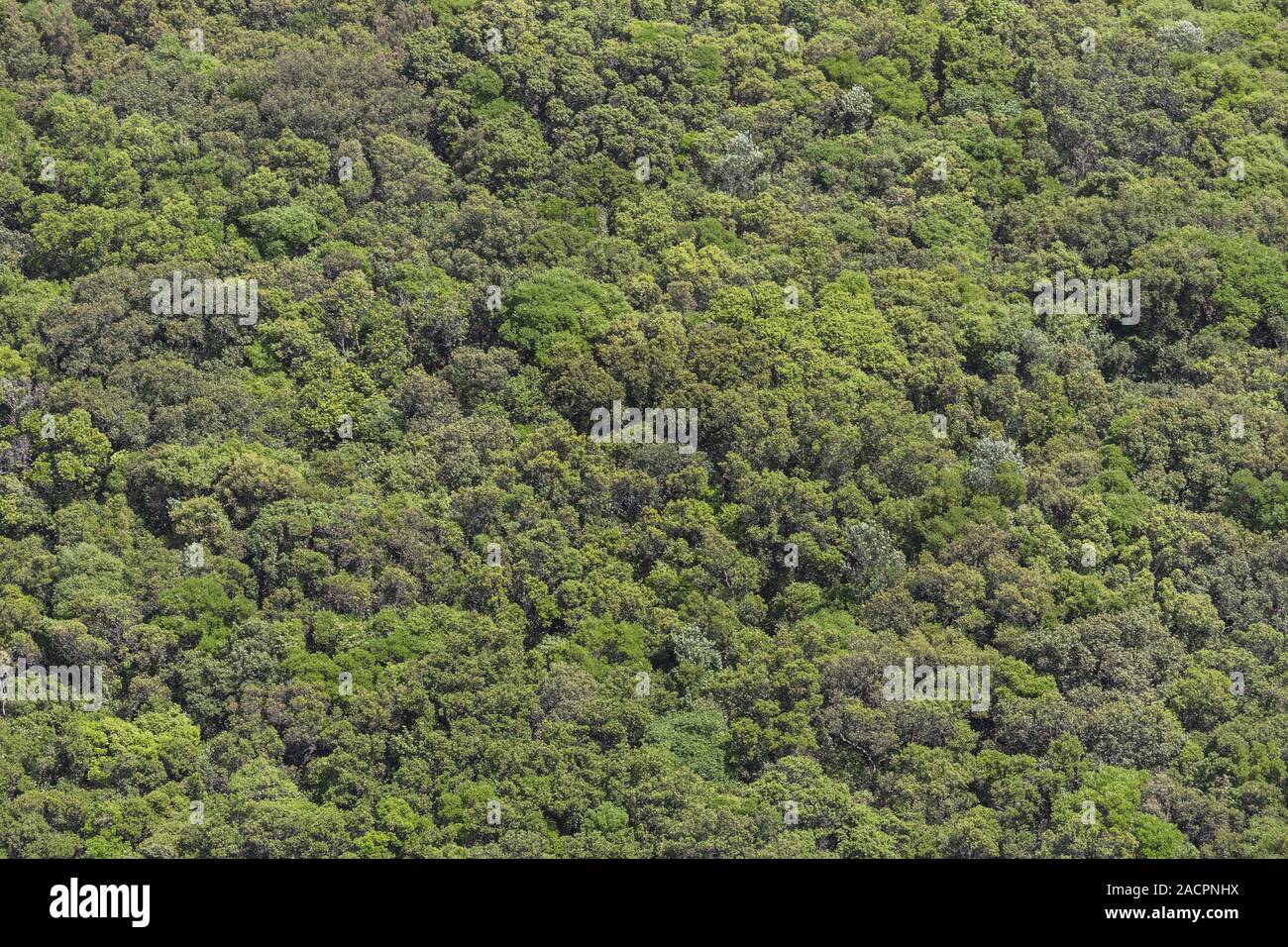 Vegetation Green Greece High Resolution Stock Photography and Images ...