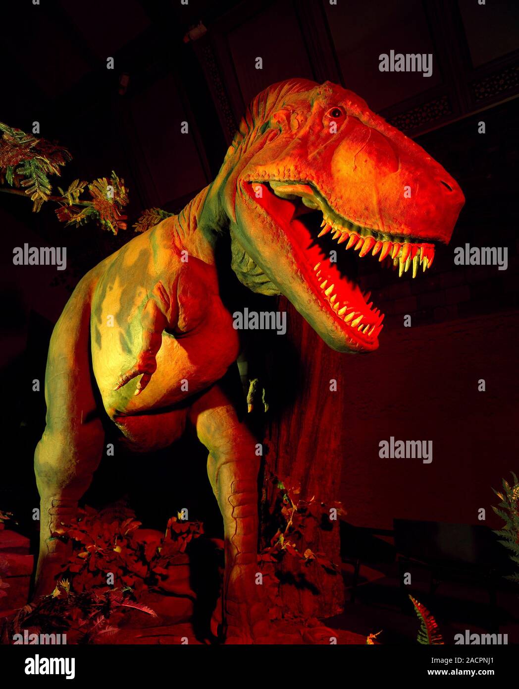 Tyrannosaurus dinosaur, museum model. Three-quarter scale animated ...