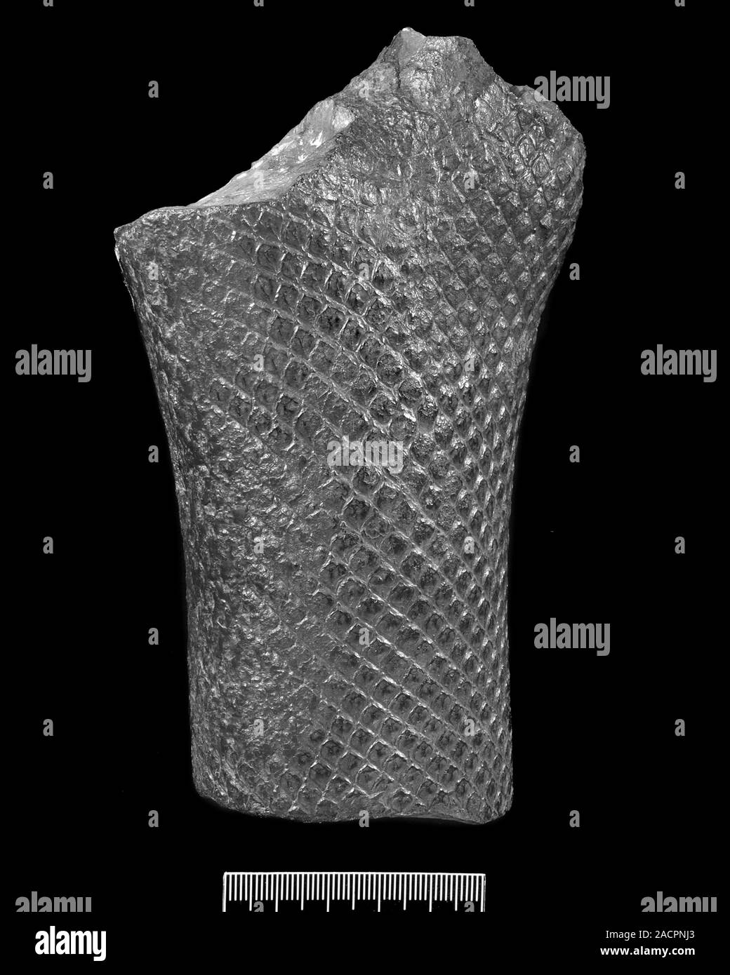 Lepidodendron, tree trunk fossil. This specimen is about 6cm in ...
