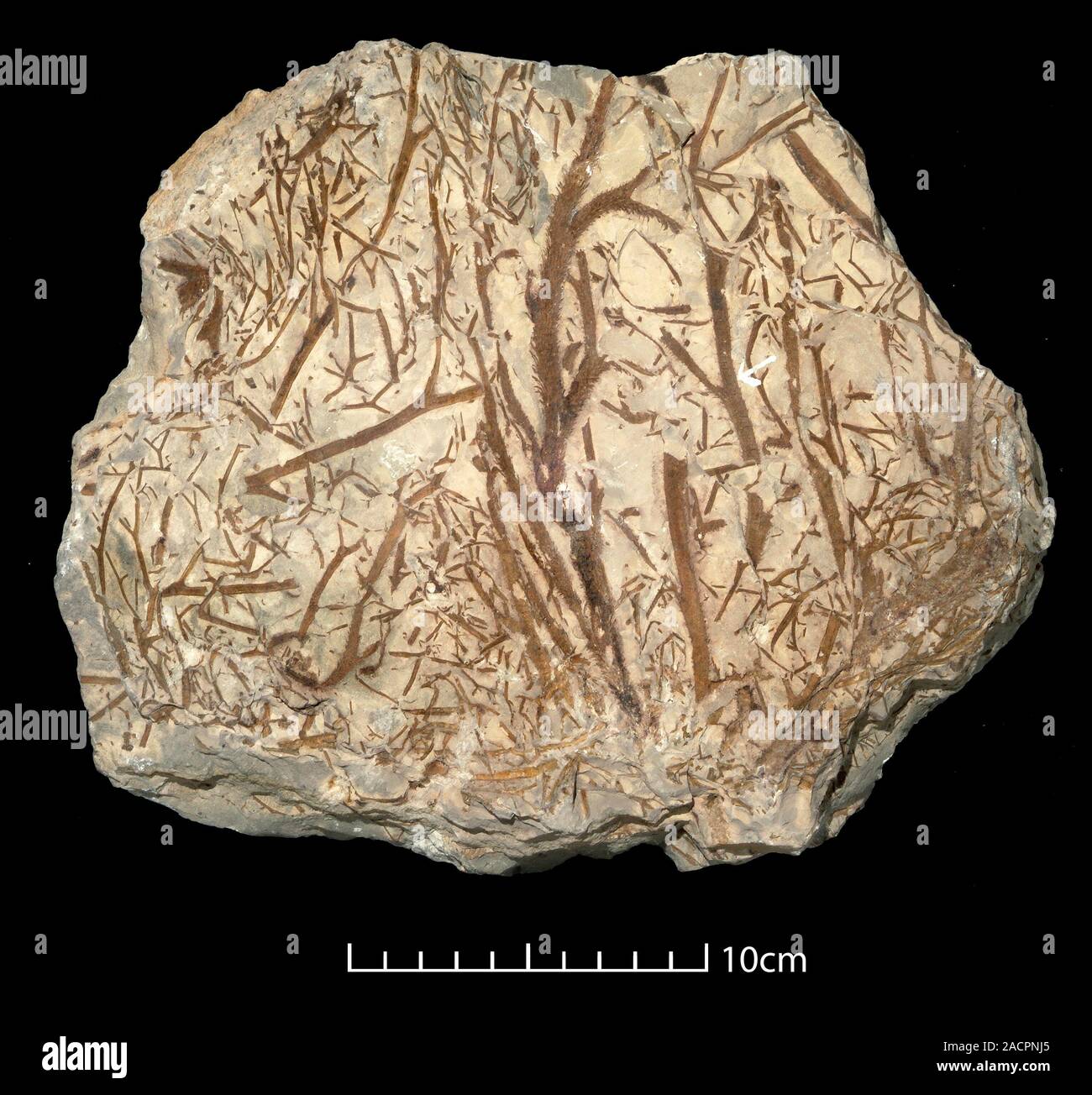 Thursophyton elberfeldense, plant fossils. This fine-grained shale ...