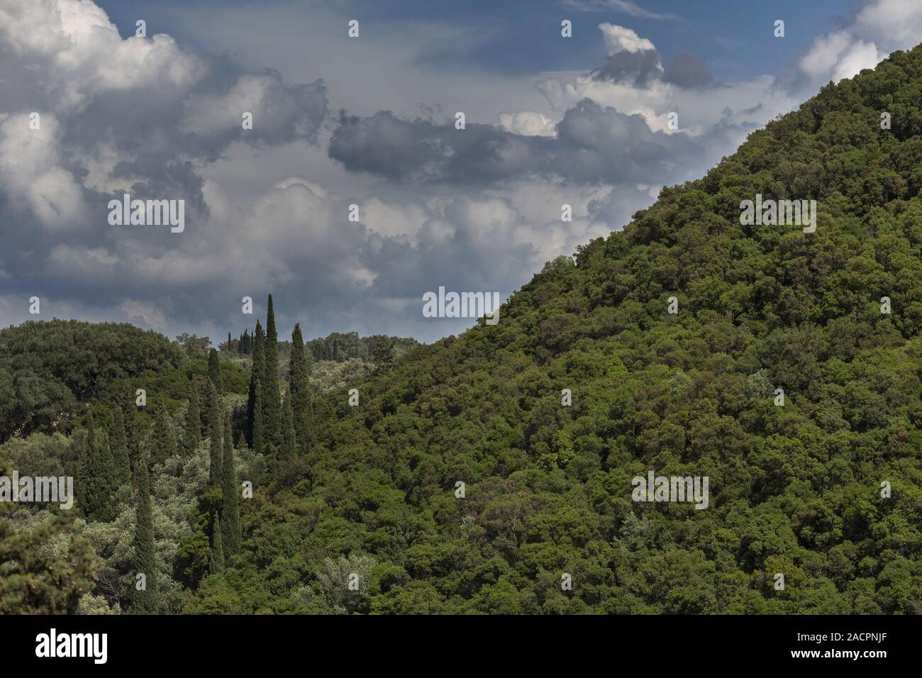 Vegetation Green Greece High Resolution Stock Photography and Images ...