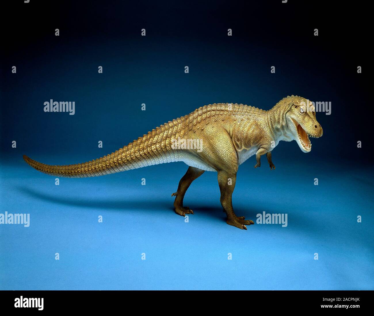 Tyrannosaurus dinosaur, museum model. Three-quarter scale animated ...