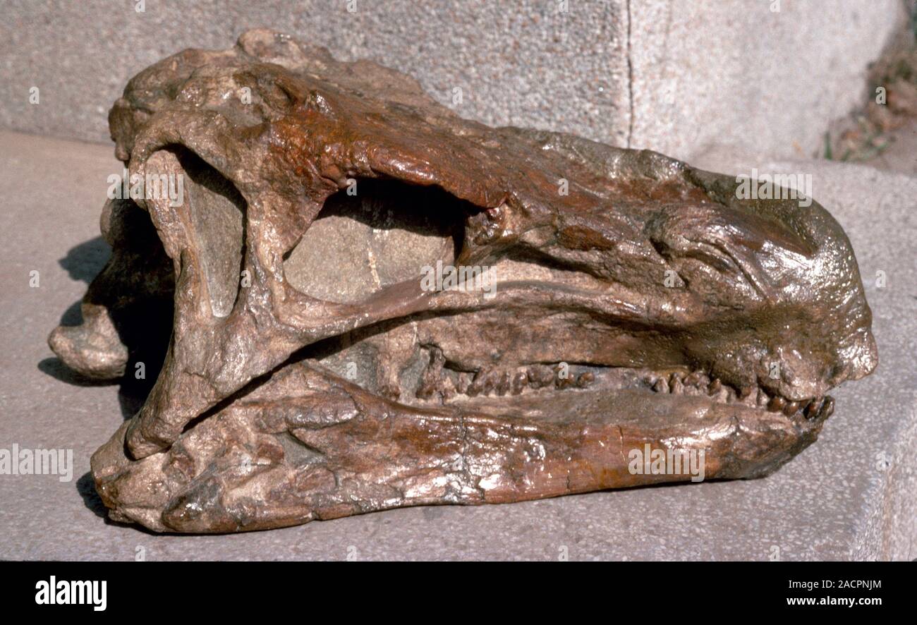 Huayangosaurus dinosaur, fossil skull. This dinosaur, part of the ...
