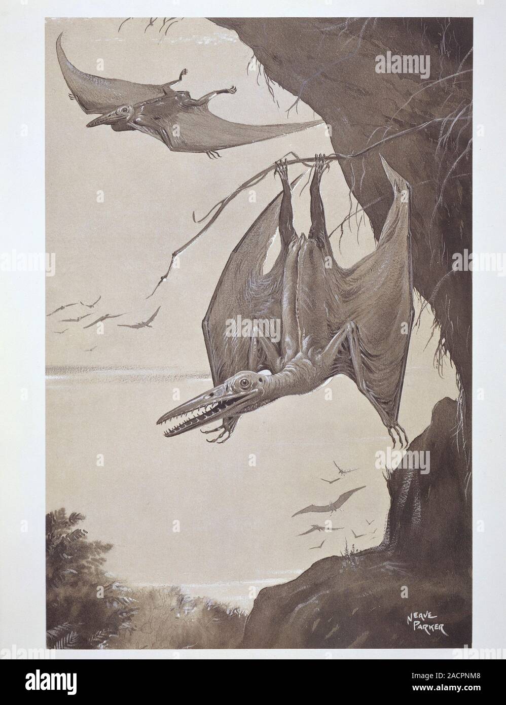 Pterodactyls. 20th-century artwork of pterodactyls (genus Pterodactylus ...