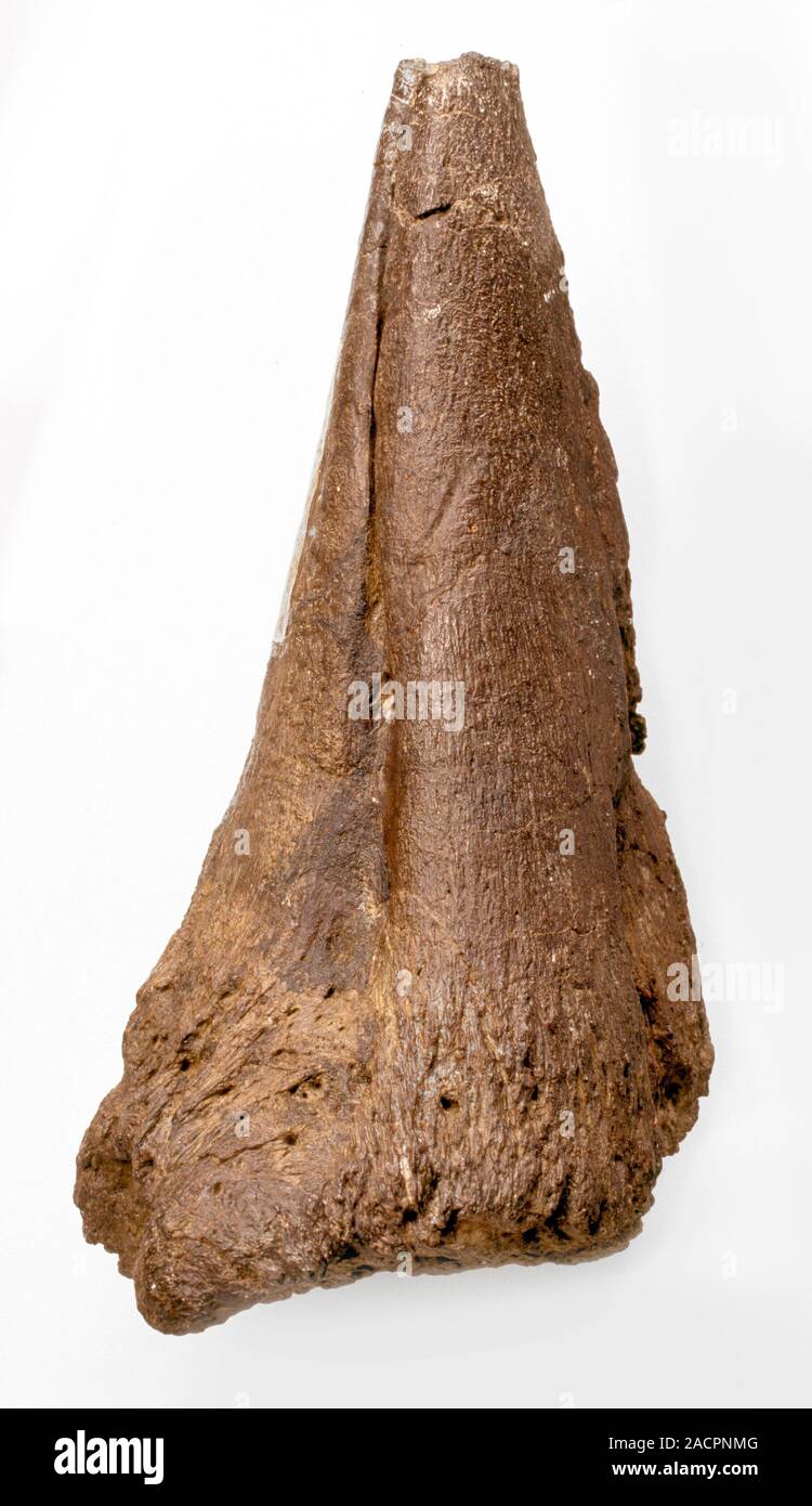 Iguanodon dinosaur, fossil thumb spike. This herbivorous dinosaur lived ...