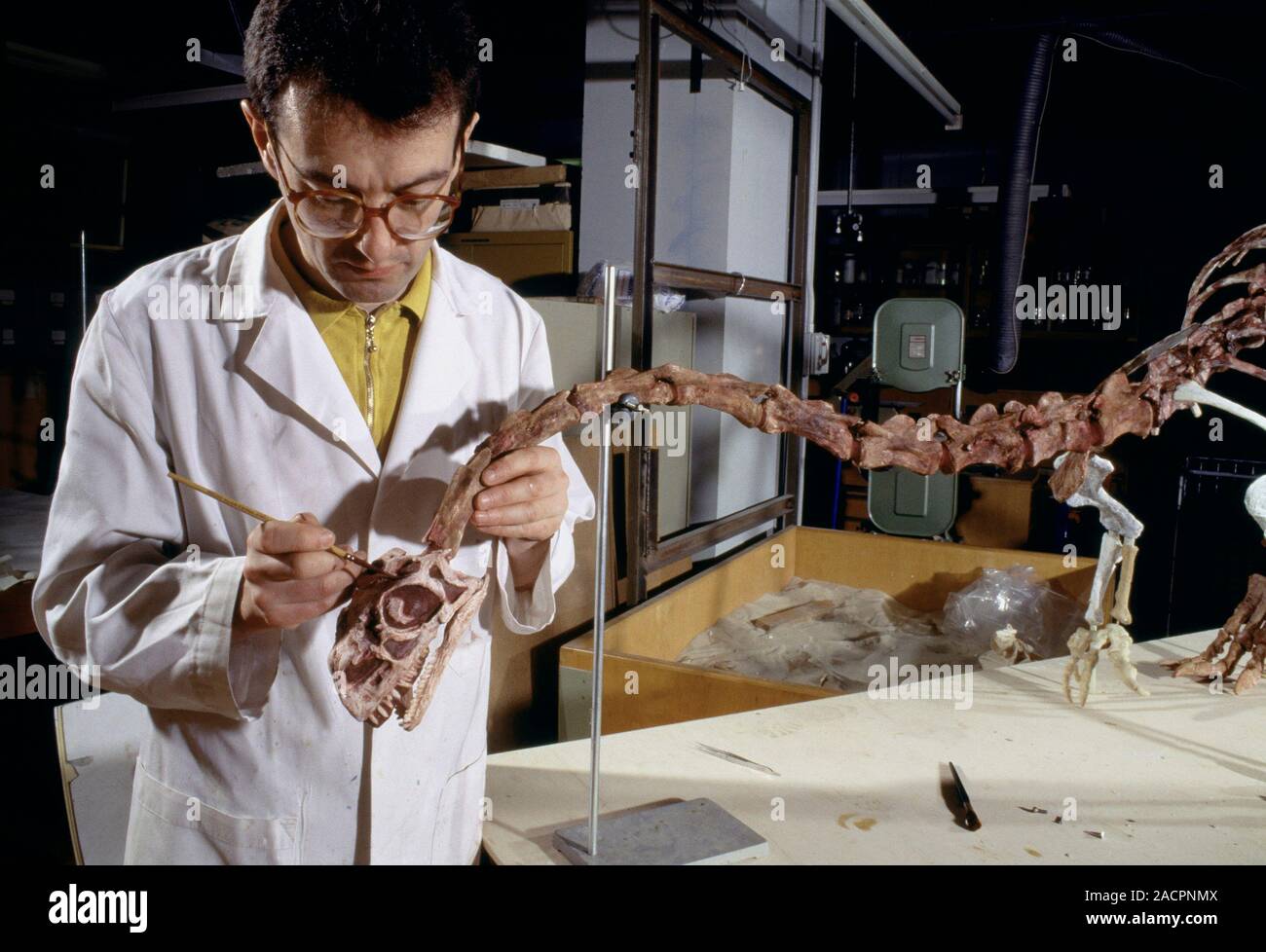 Dinosaur skeleton fossil preparation. Museum palaeontology technician ...