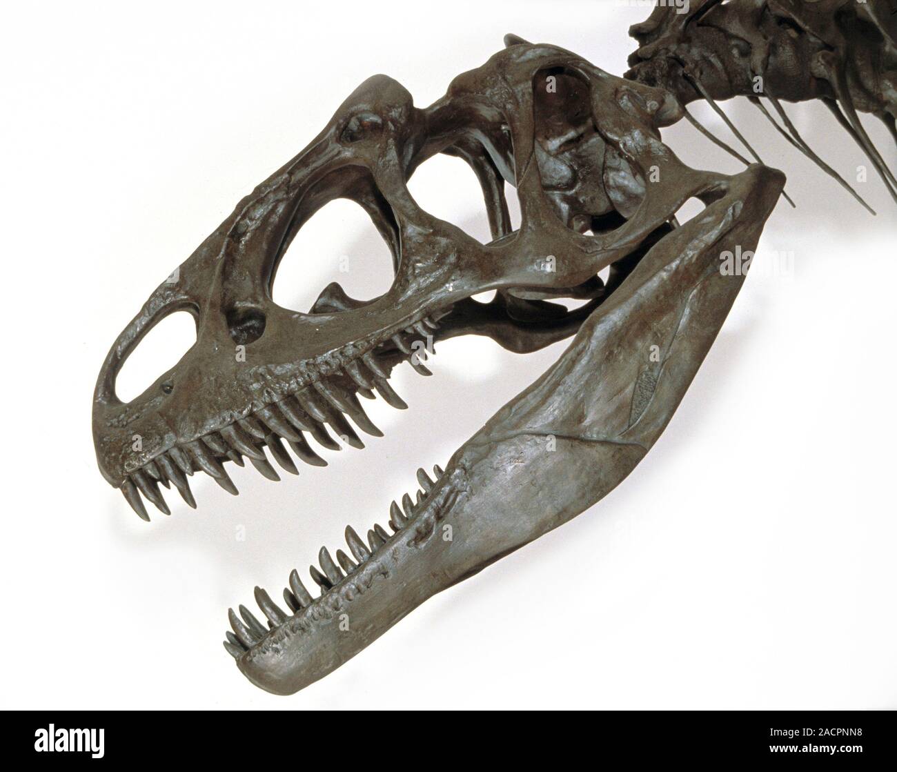 Allosaurus dinosaur, fossil skull. This predator's 60 or so dagger-like ...