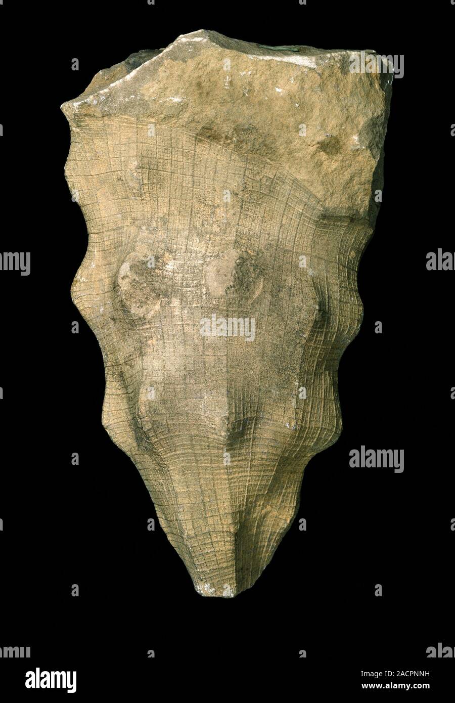Hydnoceras tuberosum, glass sponge fossil. Glass sponges are also known ...
