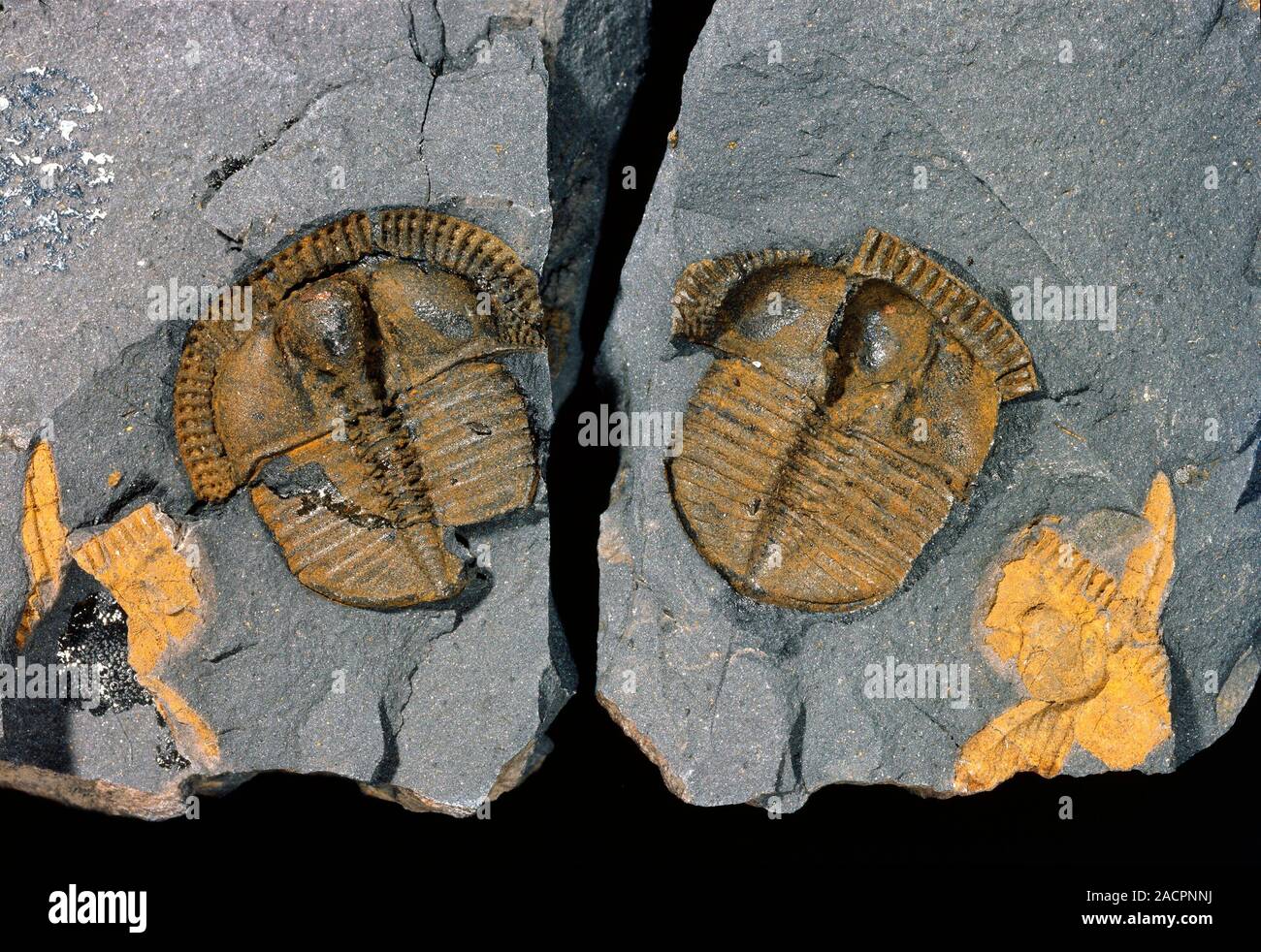 Trinucleus, trilobite fossil. Trilobites were arthropods that fed as ...