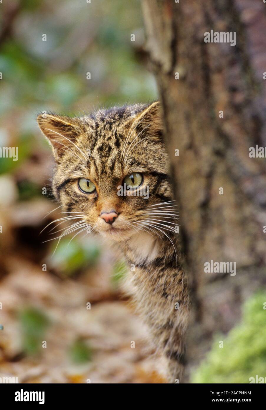 European wildcat (Felis silvestris silvestris) Captive male, Wildwood ...