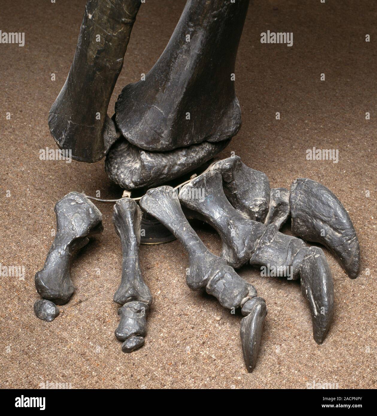 Diplodocus dinosaur, fossil foot bones. Close-up of a foot of the ...