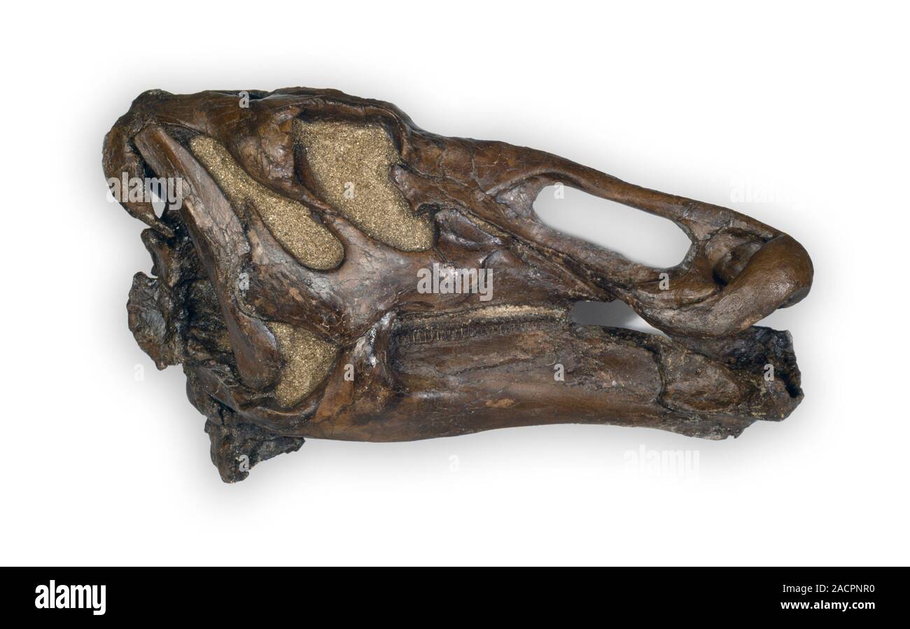 Edmontosaurus dinosaur, fossil skull. This Upper Cretaceous herbivorous ...