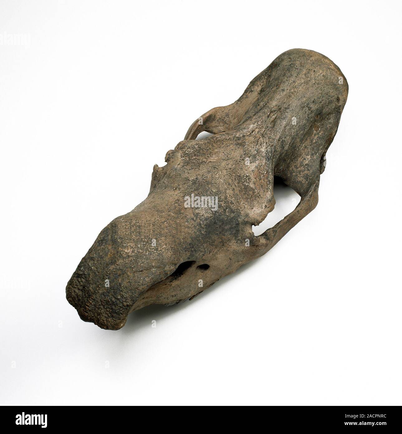 Woolly rhinoceros skull. The woolly rhinoceros (Coelodonta antiquitatis ...