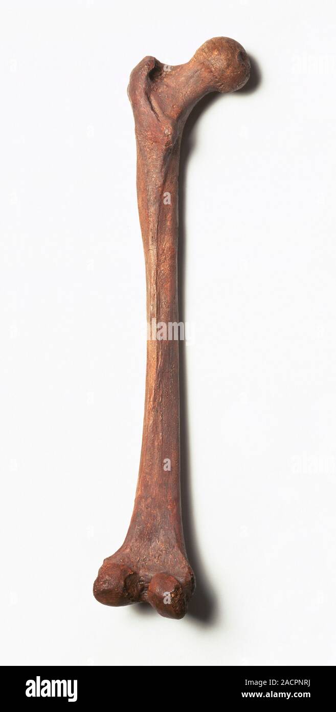 Red Lady of Paviland femur. This fossil femur, stained red with ochre ...