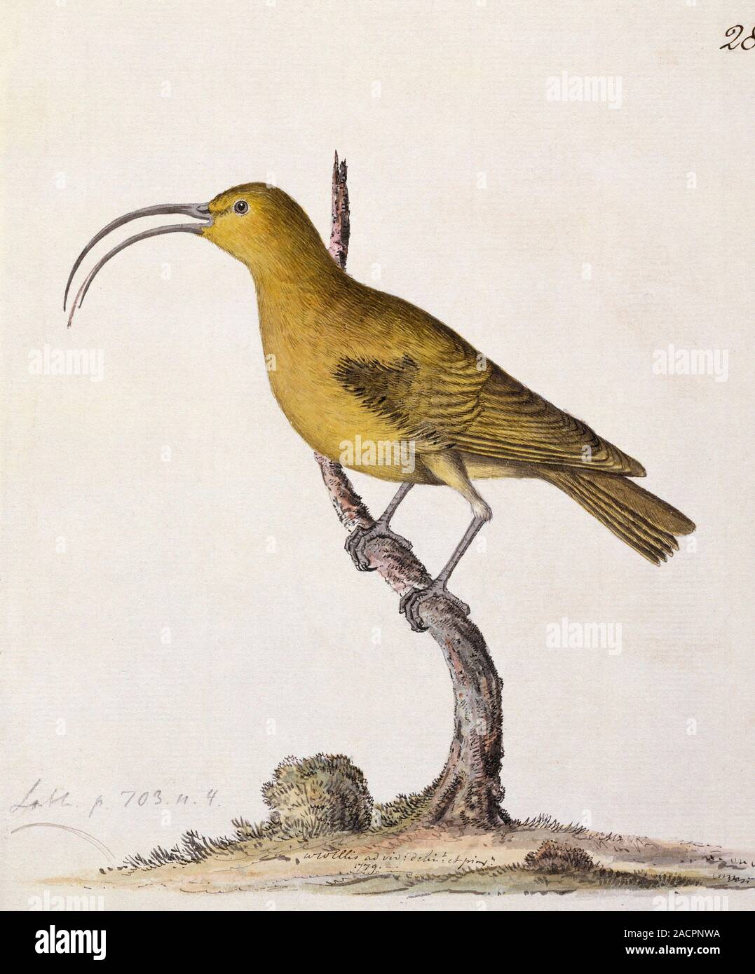 Lesser 'akialoa finch (Hemignathus obscurus), 18th-century artwork ...
