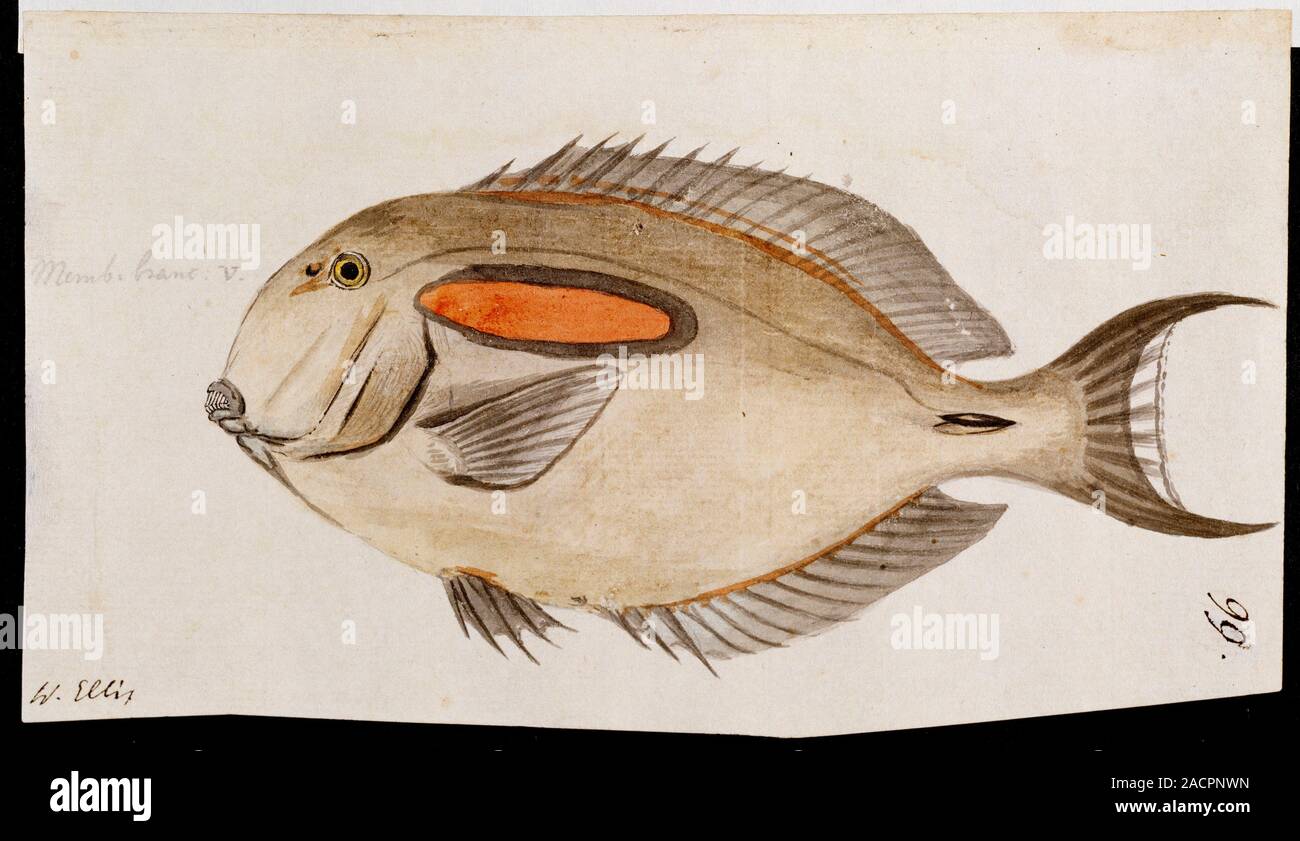 Fish from Cook's third voyage, 18th-century artwork. This watercolour ...