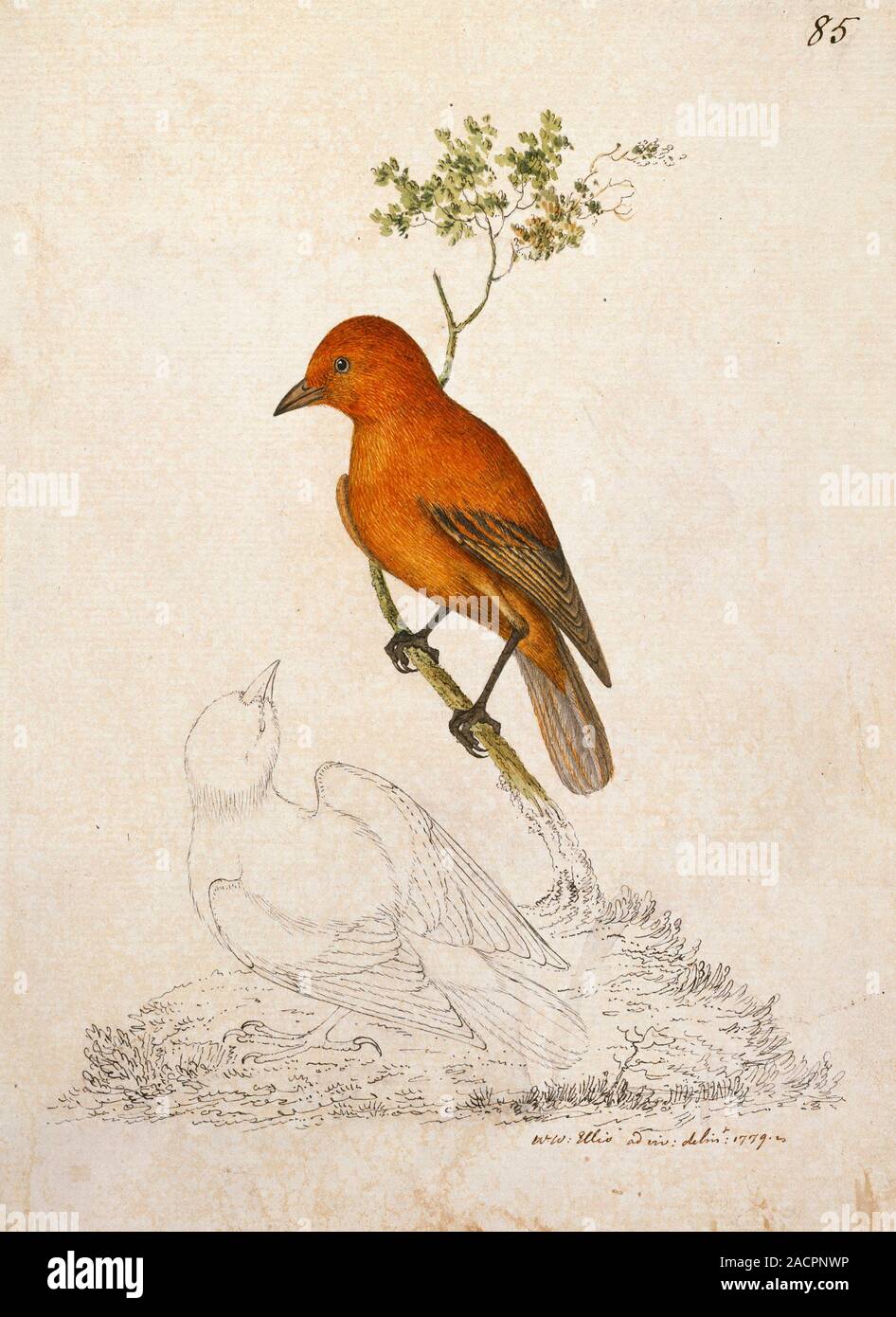 'Akepa forest bird (Loxops coccineus), 18th-century artwork. This bird ...