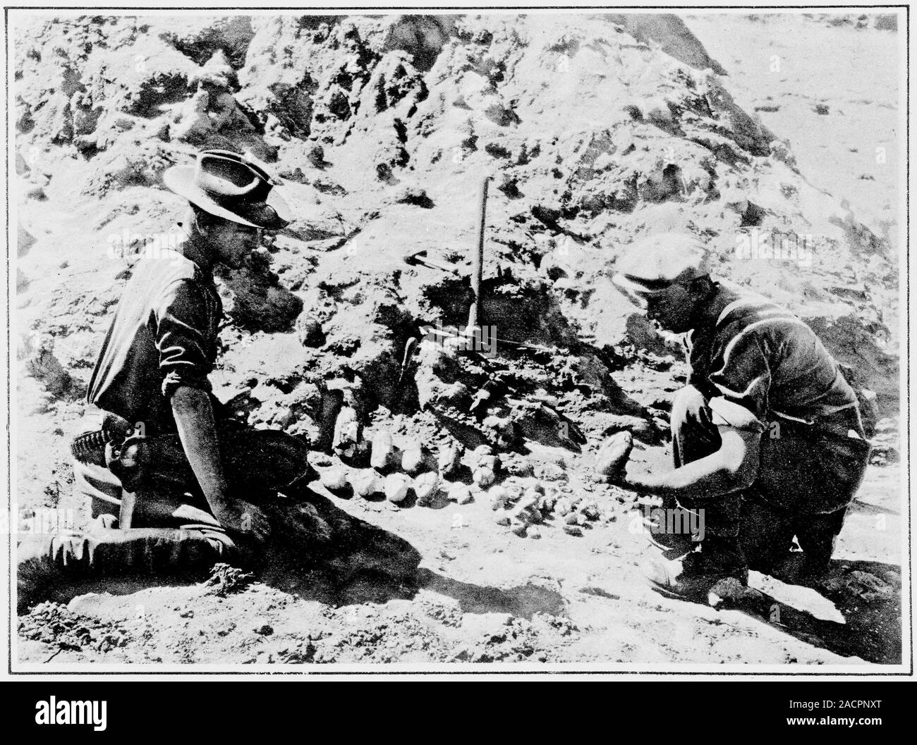 Dinosaur egg fossil excavation. Danish-born palaeontologist George ...