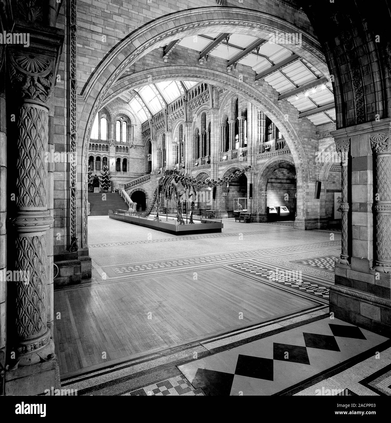 Natural History Museum's Central Hall. Diplodocus skeleton on display ...