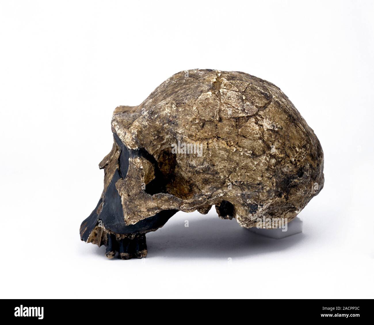 Homo ergaster skull (KNM-ER 3733). This cast is of a fossil specimen ...