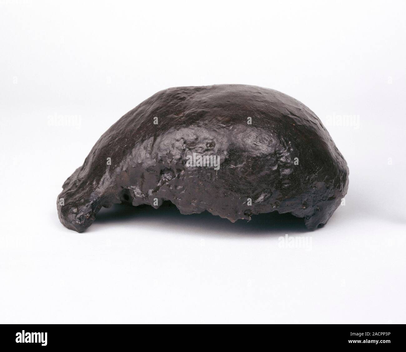 Homo erectus skull-cap (Trinil 2). Cast of the skull-cap from the ...