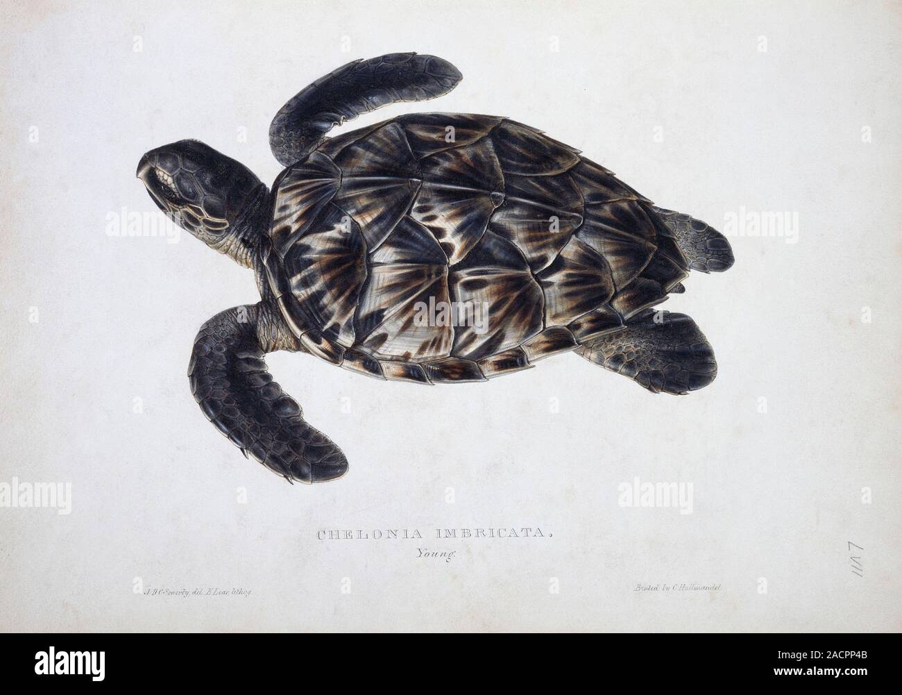 Hawksbill turtle (Eretmochelys imbricata), 19th century artwork. This ...