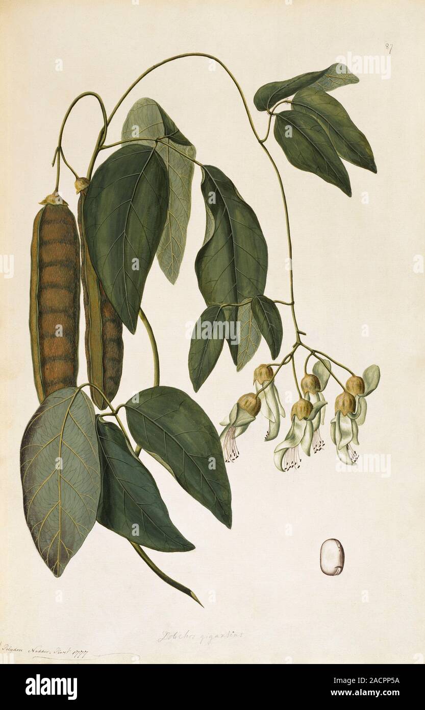 Sea bean (Mucuna gigantea), 18th-century artwork. Finished watercolour ...