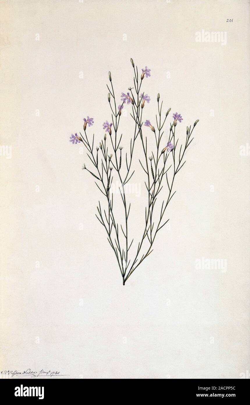 Lechenaultia filiformis, 18th-century artwork. Finished watercolour by ...