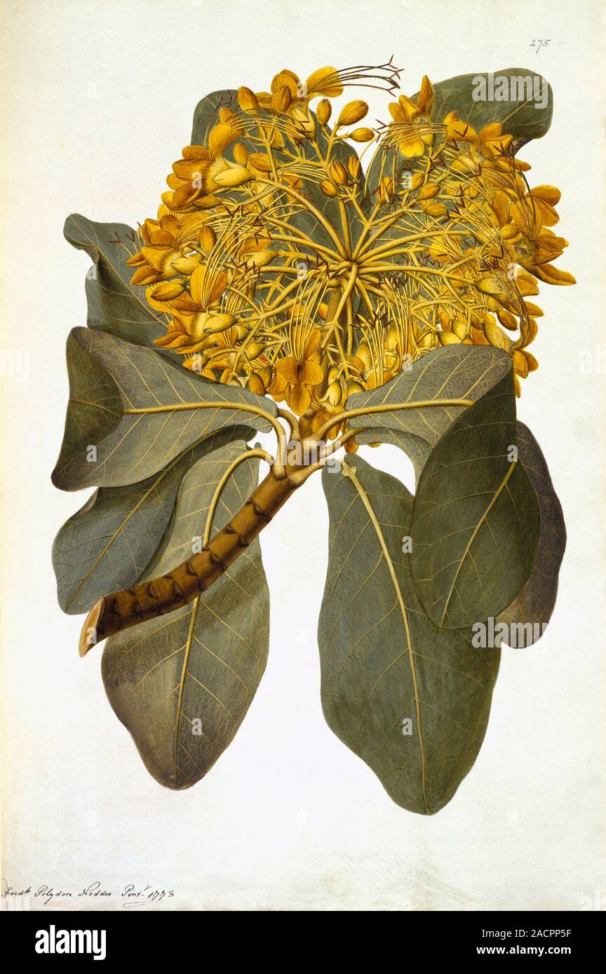 Golden bouquet tree (Deplanchea tetraphylla), 18th-century artwork ...