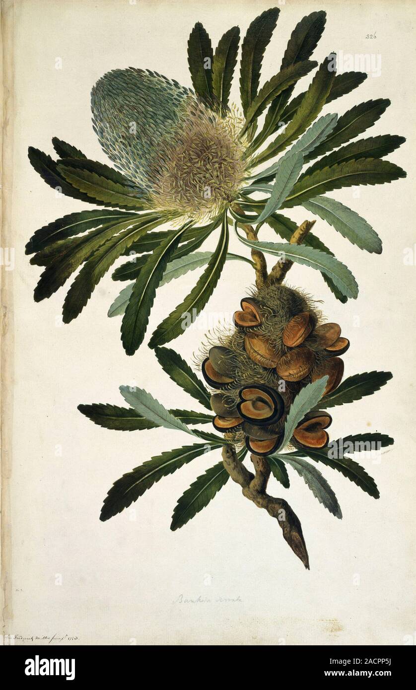 Old man banksia (Banksia serrata), 18th-century artwork. Finished ...