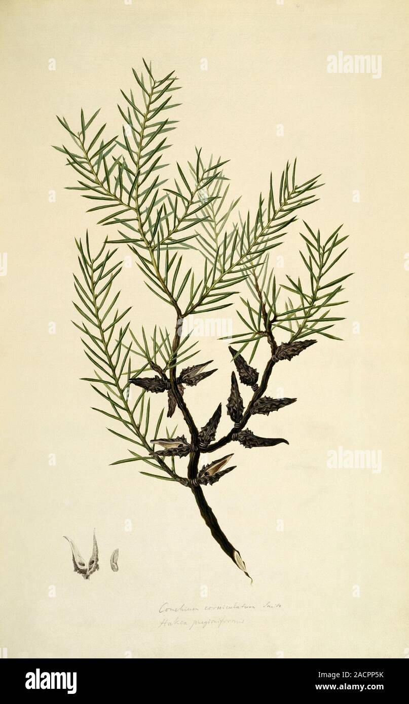 Dagger hakea (Hakea teretifolia), 18th-century artwork. Finished ...