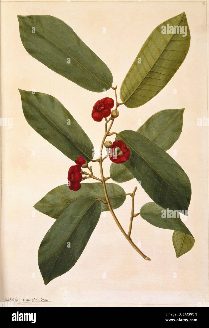 Pepisang (Uvaria littoralis), 18th-century artwork. Finished ...