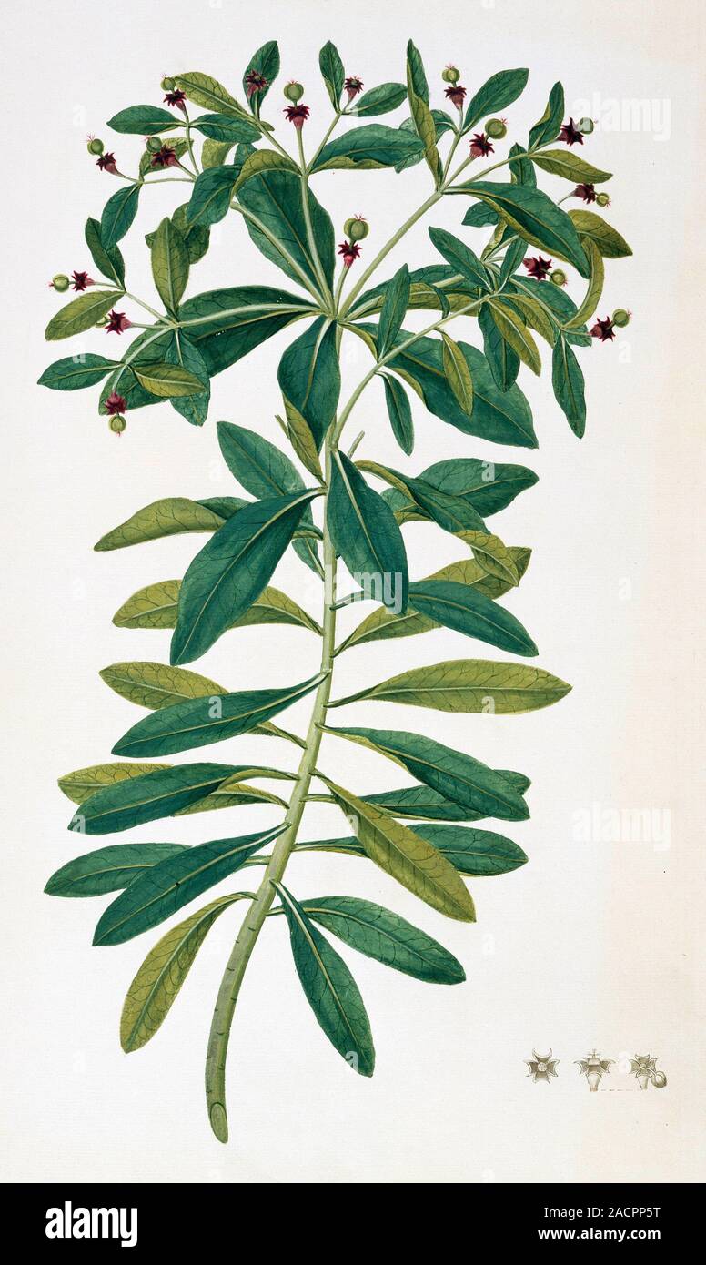 Sea spurge (Euphorbia glauca), 18th-century artwork. Finished ...