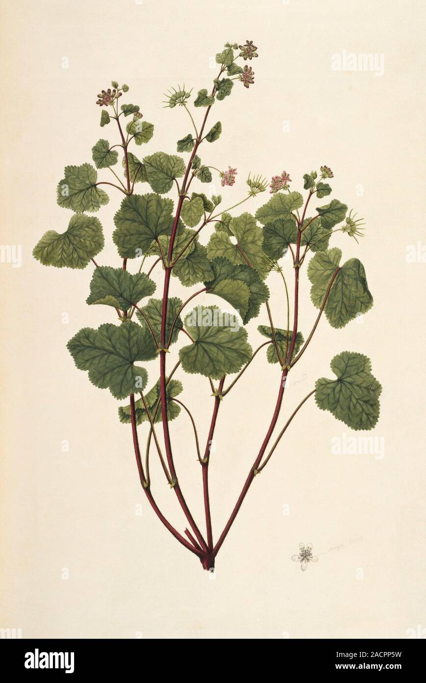 Scentless geranium (Pelargonium inodorum), 18th-century artwork ...