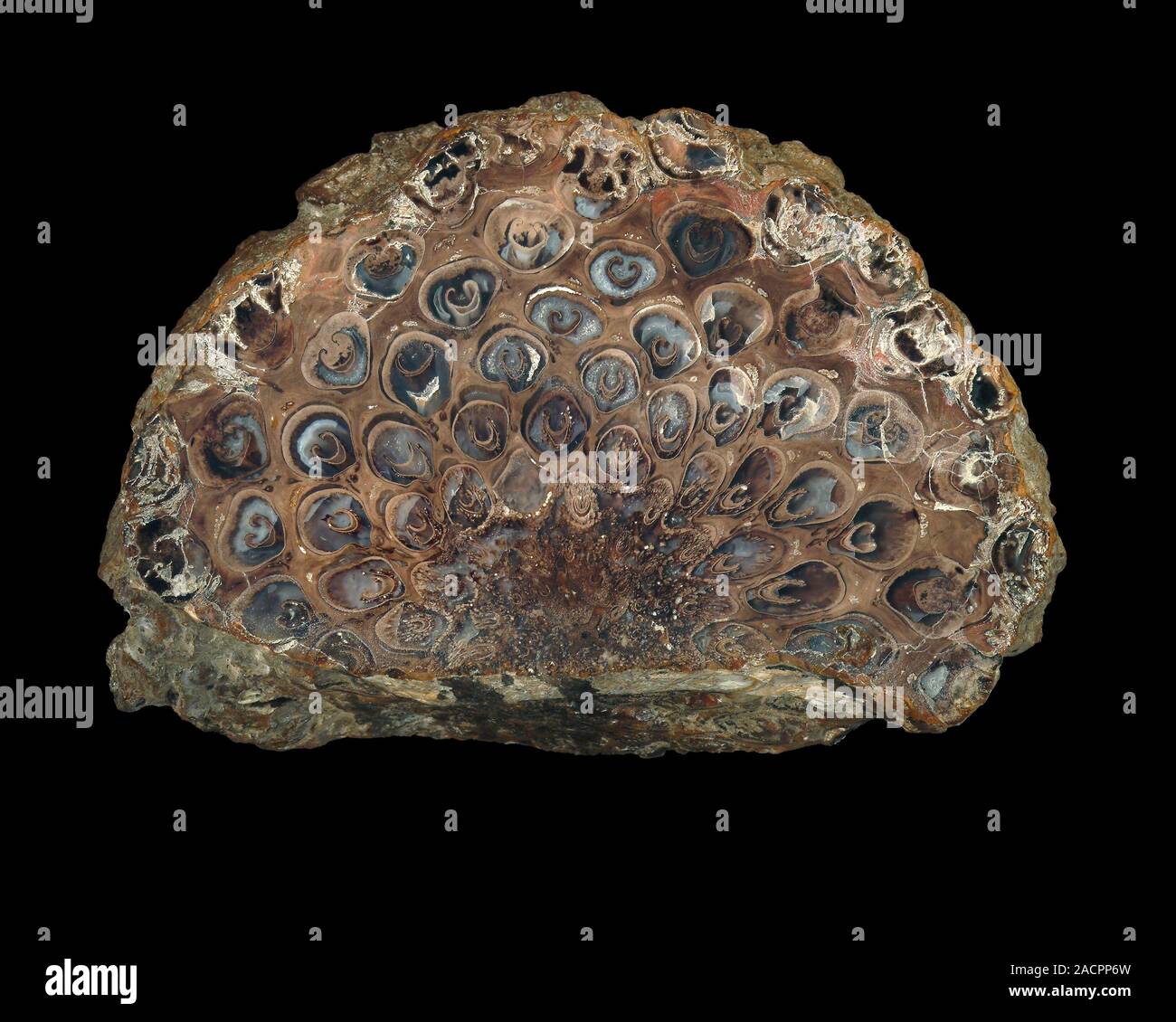 Petrified tree fern. Polished section of a fossil of the trunk of the ...