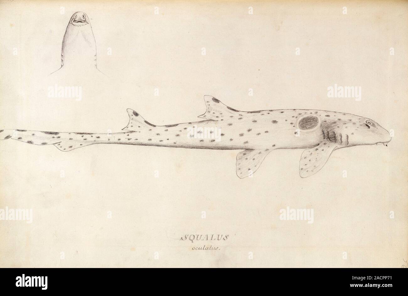 Epaulette shark (Hemiscyllium ocellatum), 18th-century artwork. Pencil ...
