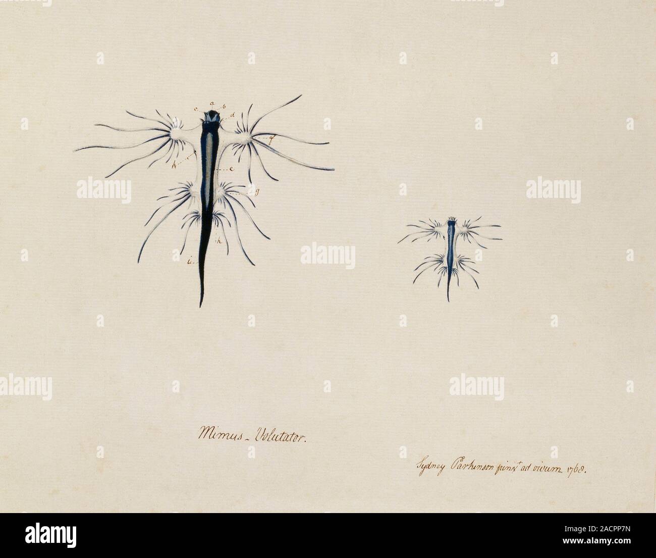 Blue sea slug (Glaucus atlanticus), 18th-century artwork. This sea slug ...