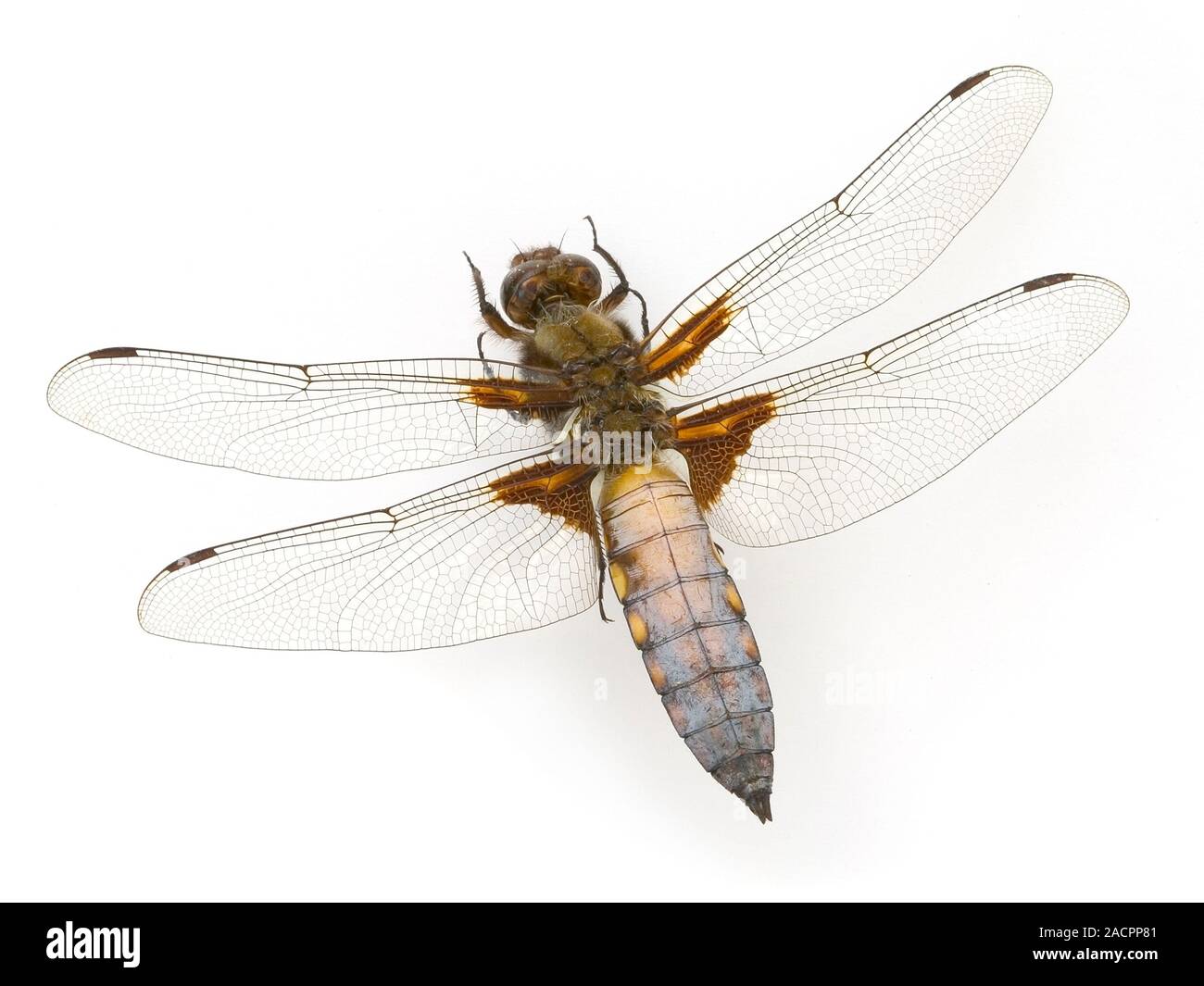Broad-bodied chaser dragonfly (Libellula depressa), male specimen. This ...