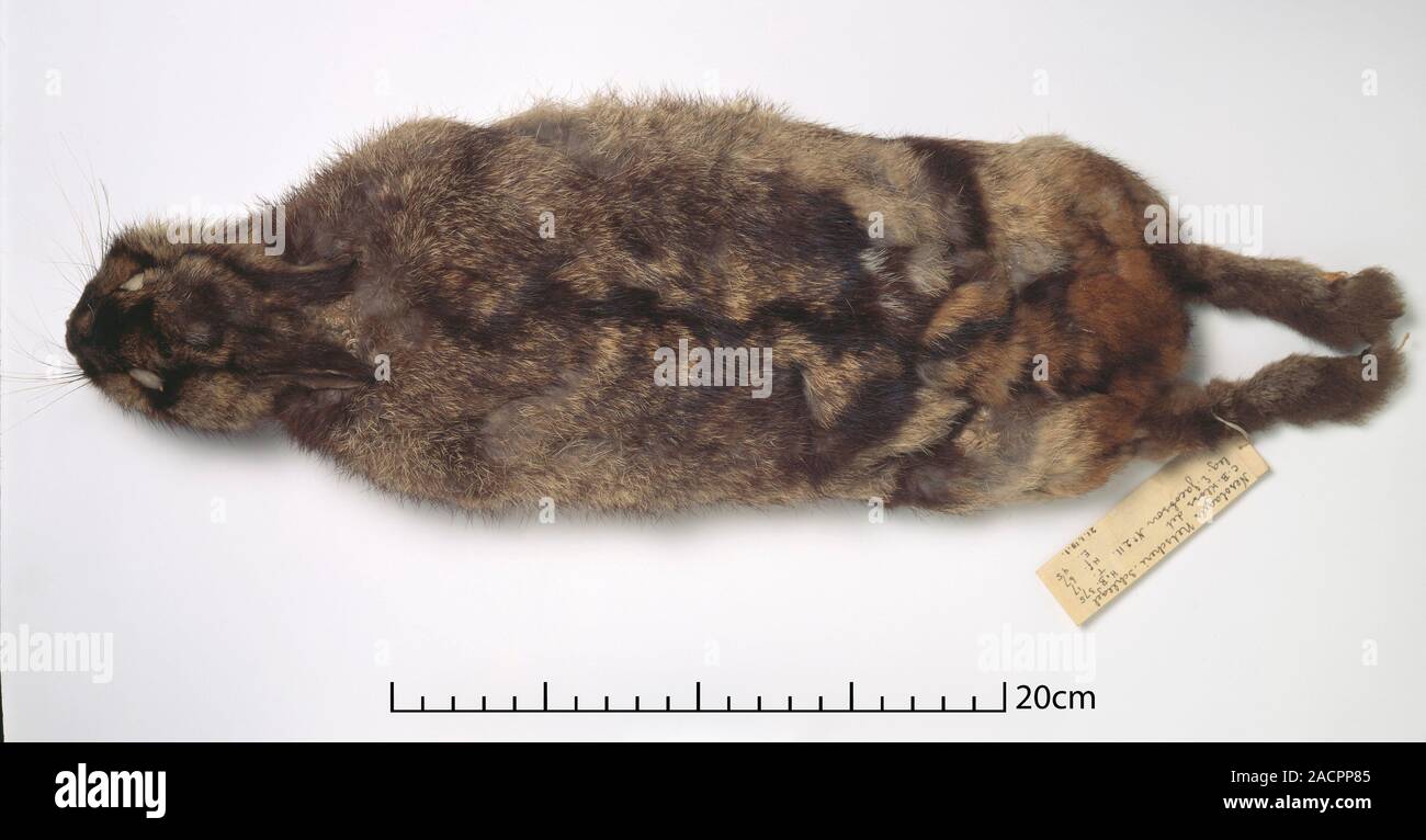 Sumatran rabbit (Nesolagus netscheri), skin specimen. This specimen is ...