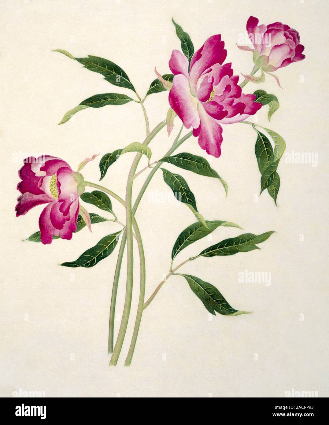 Reeves botanical artwork. This plant illustration is from the John ...