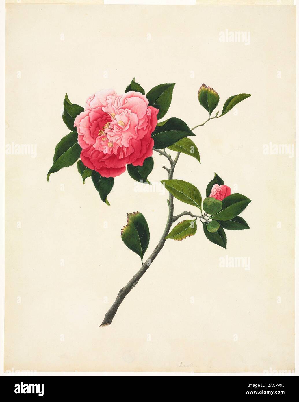 Camelia, 19th-century artwork. This plant illustration is from the John ...